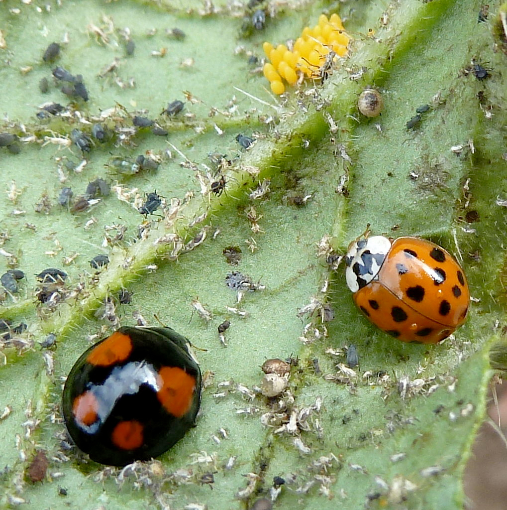 La lutte biologique : hôtels à insectes, nichoirs, .... | Magny-les-Hameaux